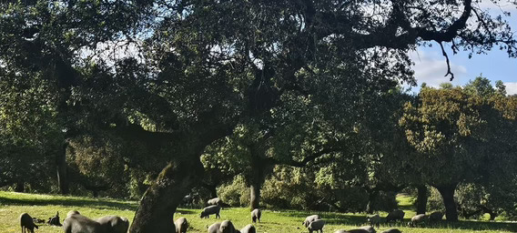 AGROLIMEN, S.A. - GRUPO - Empresas de Alimentación en Alimarket ...