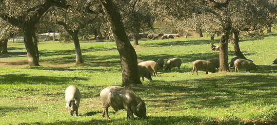 CANELA EN RAMA (Precocinados y Prefritos Refrigerados) - Marcas de ...