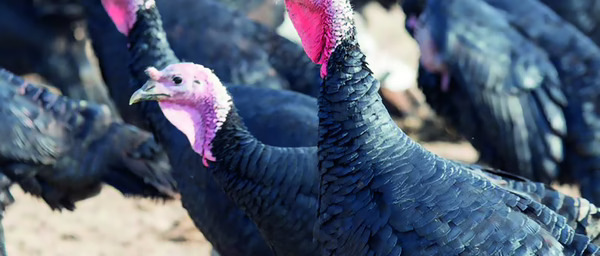 Informe Segmento 2026 de carne de pavo - Informes y reportajes de ...